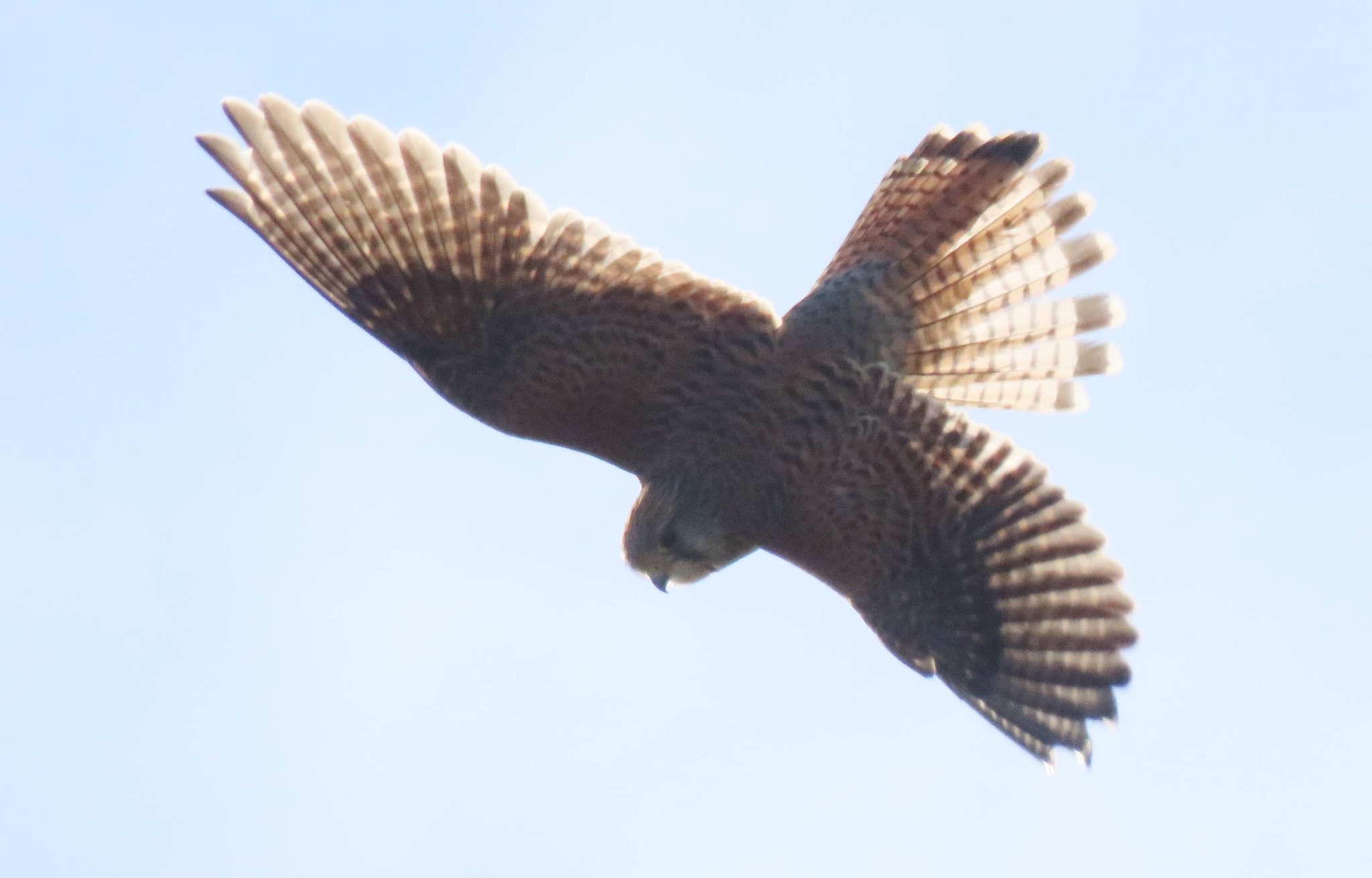 Ramsgate birds - Autumn & Winter wildlife - Visit Ramsgate