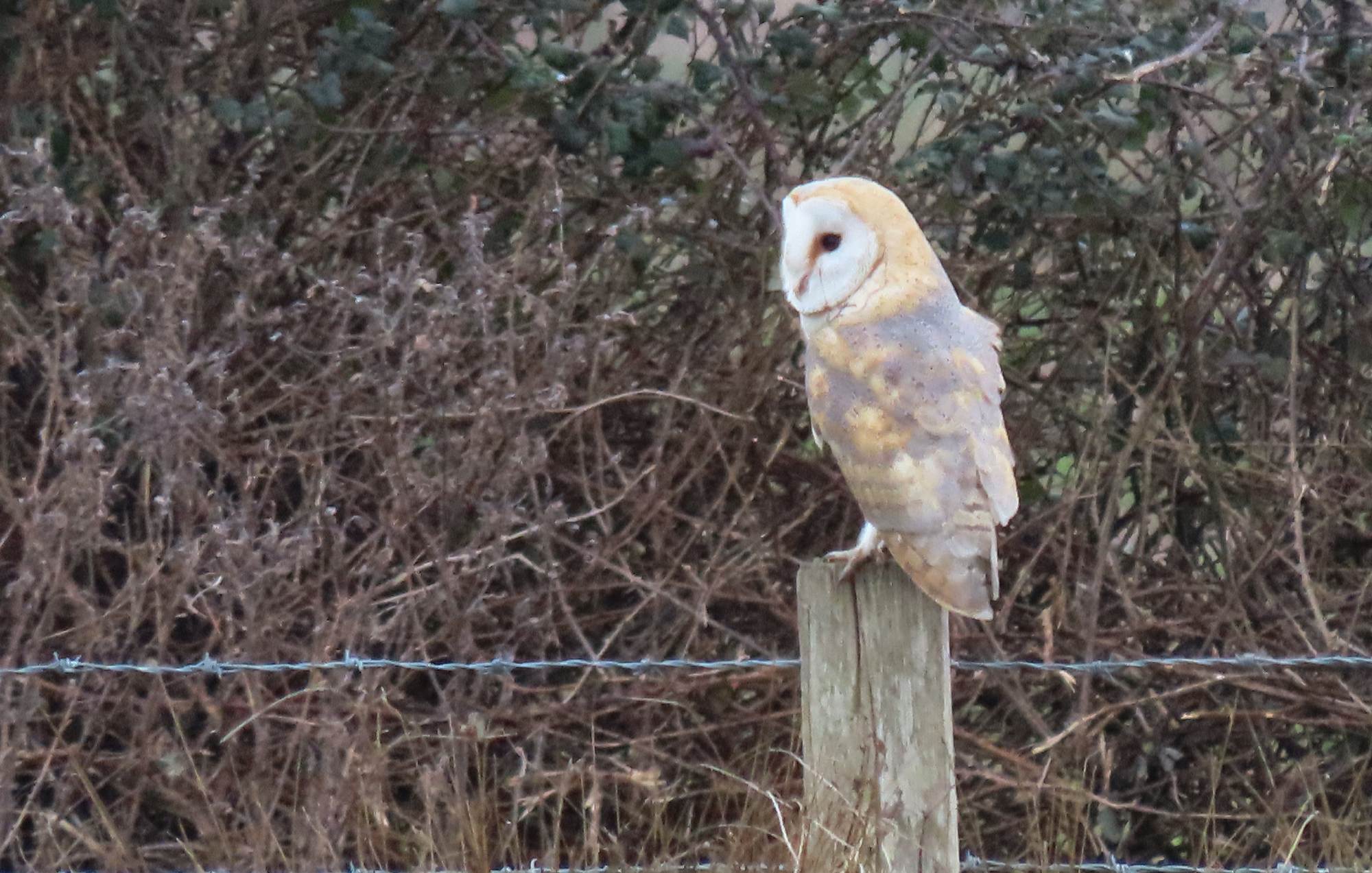 Birdwatching in Ramsgate - Visit Ramsgate